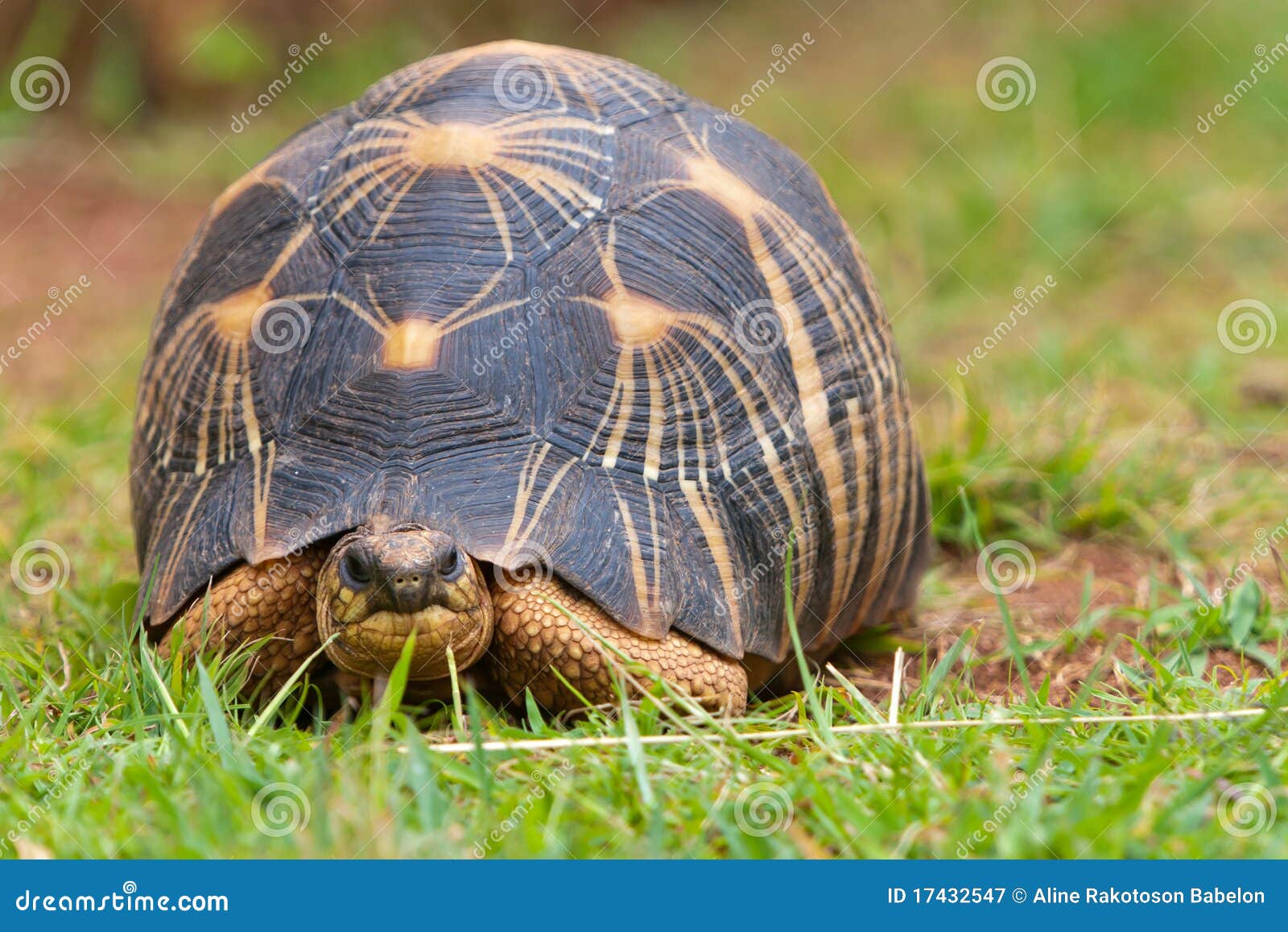 The radiated tortoise stock image. Image of radiata, climate - 17432547