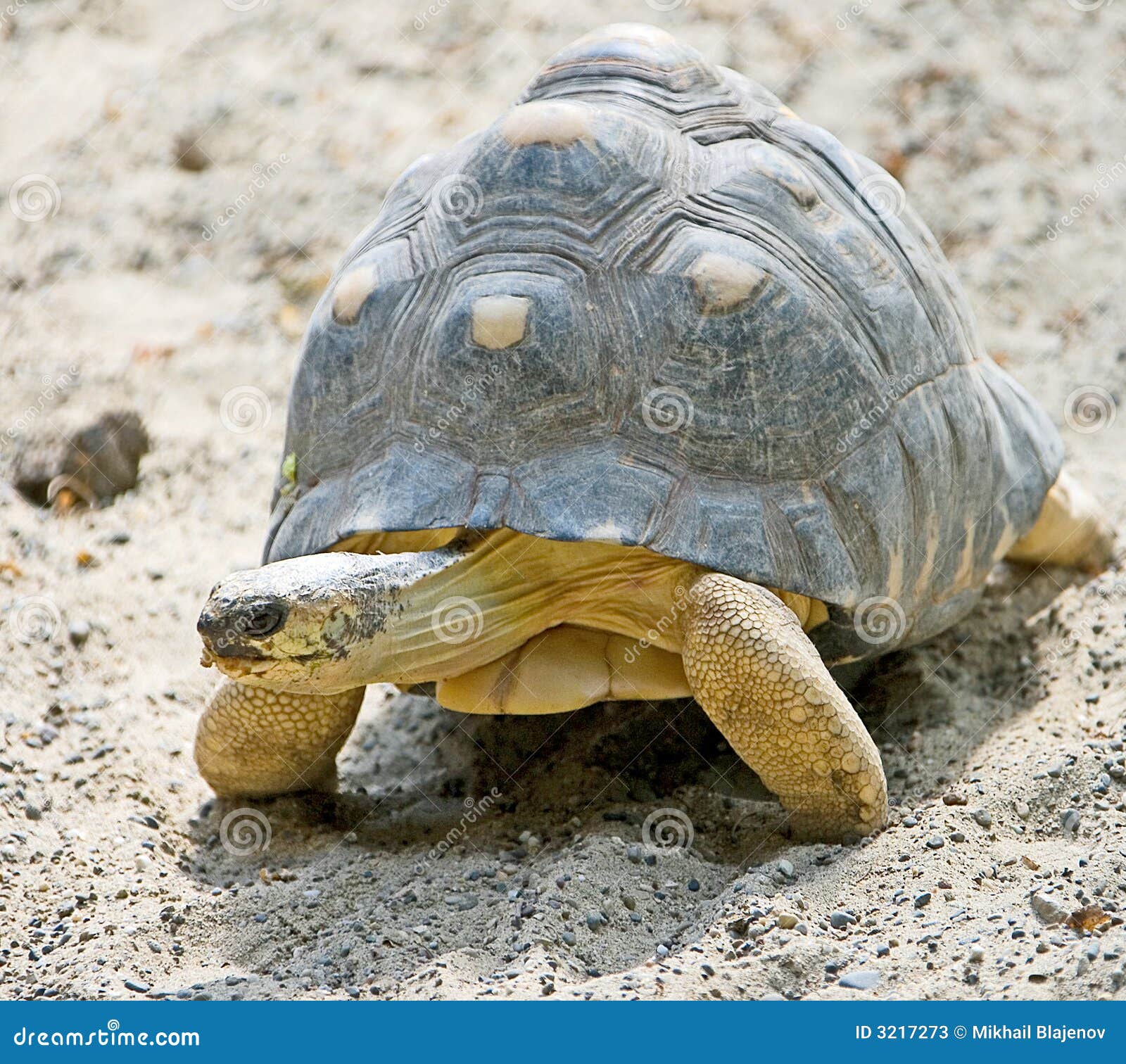 Radiated tortoise 4 stock image. Image of nature, reptile - 3217273