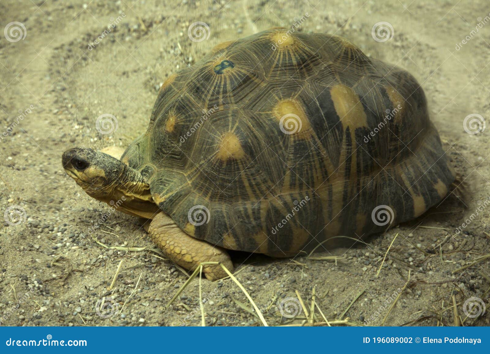 The Radiated Tortoise Astrochelys Radiata. Stock Photo - Image of ...