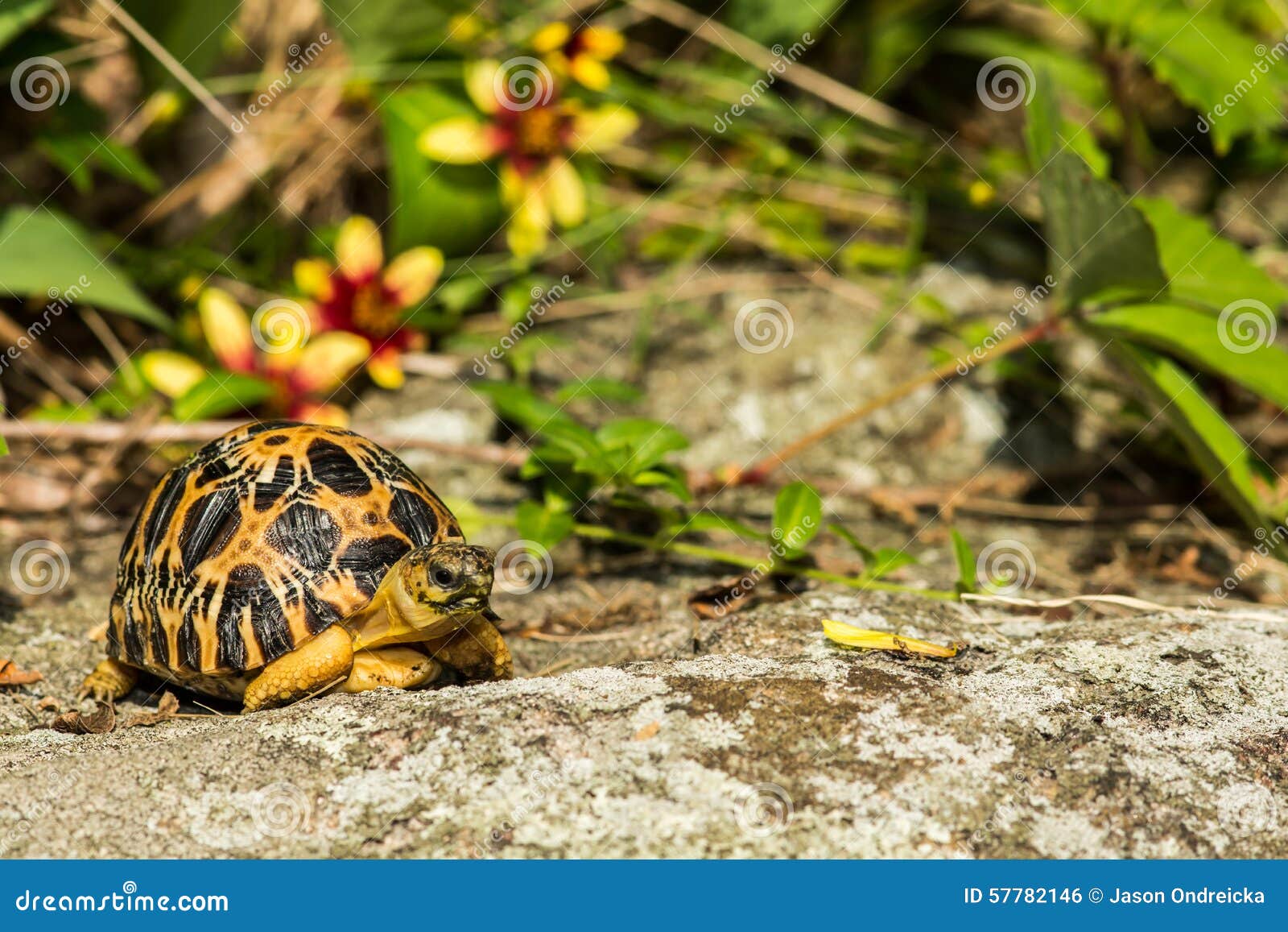 Radiated Tortoise stock photo. Image of eyes, black, conservation ...