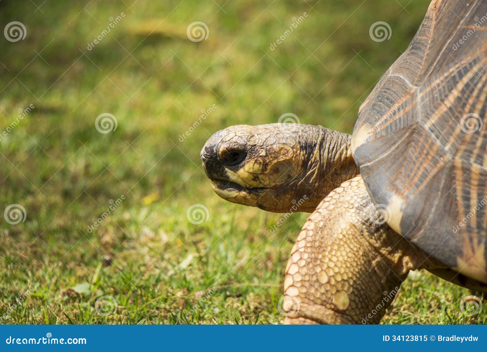 Radiated Tortoise Close Up Portrait 4 Stock Image - Image of reptile ...