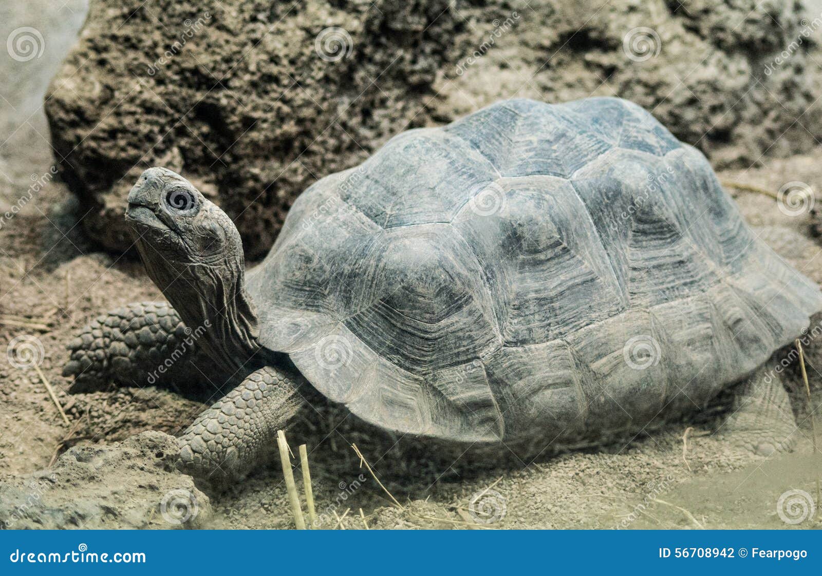 Radiated Tortoise with Its Head Up Stock Photo - Image of green, turtle ...