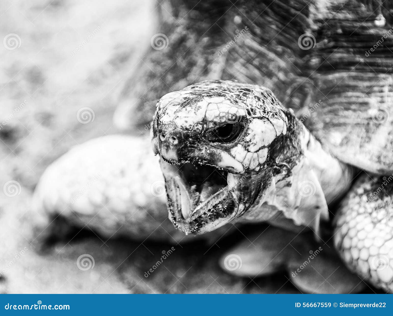 Radiated Tortoise, Madagascar Stock Image - Image of reptilan, fauna ...