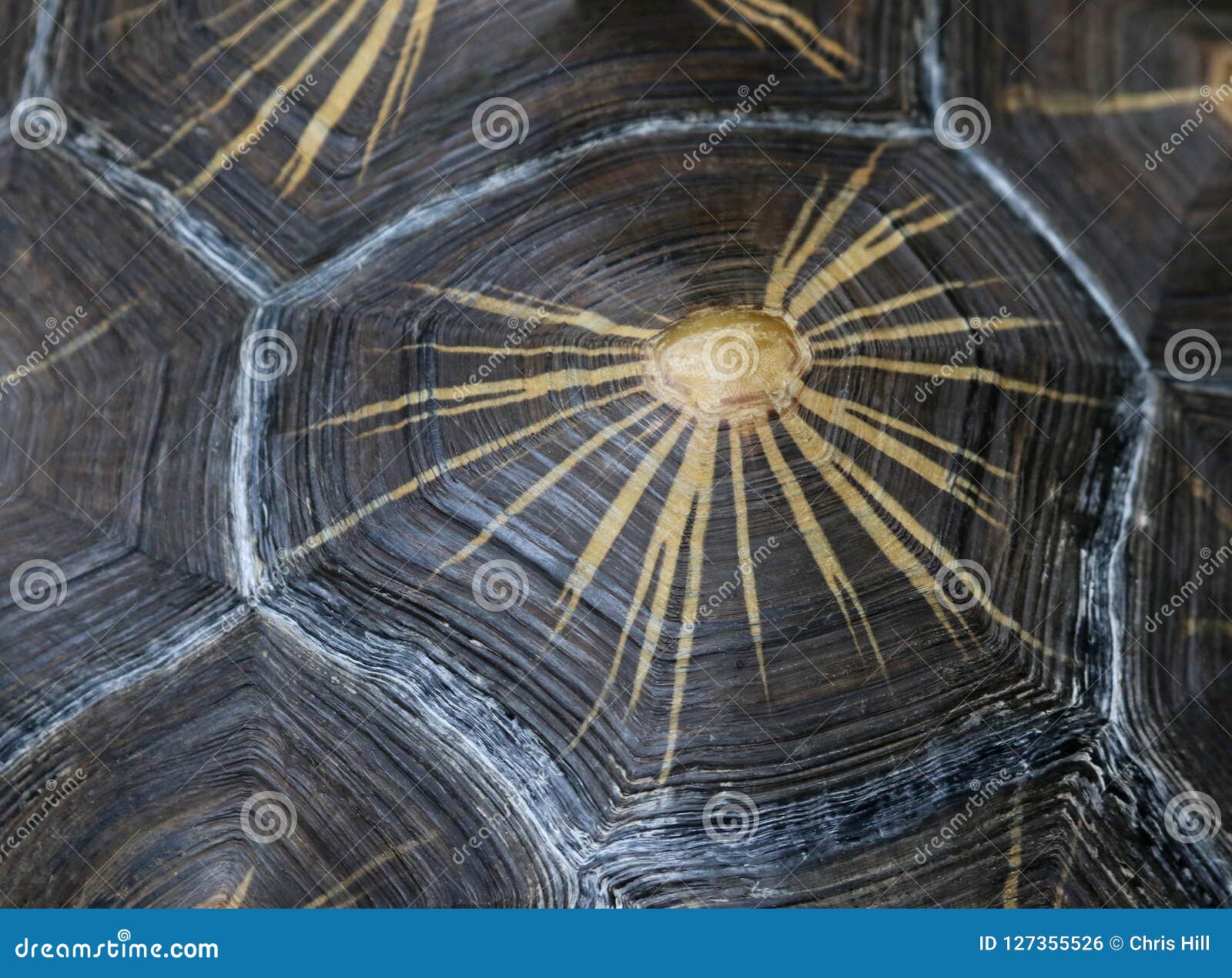 Radiated Tortoise Shell Close-Up Stock Photo - Image of tortoises ...