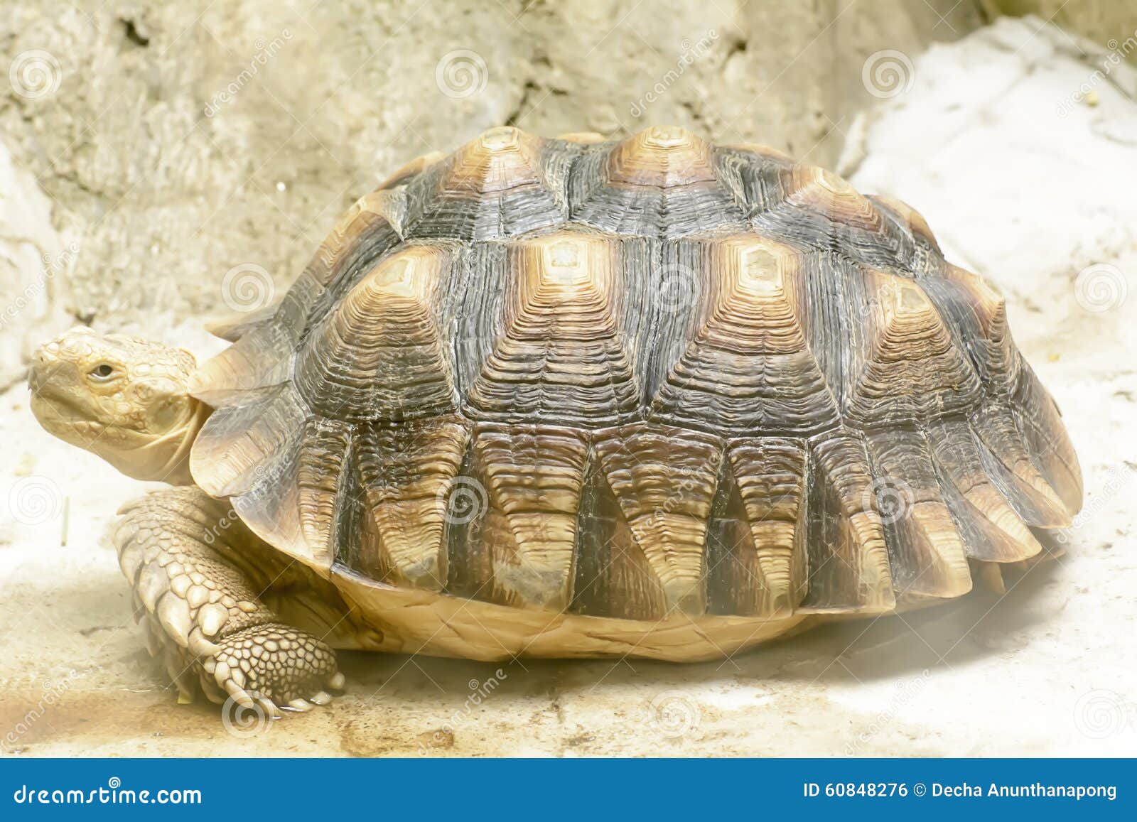 Radiated Tortoise stock photo. Image of wildlife, scuba - 60848276