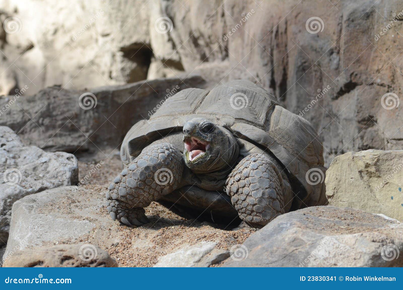 Radiated tortoise3 stock image. Image of wait, head, turtle - 23830341