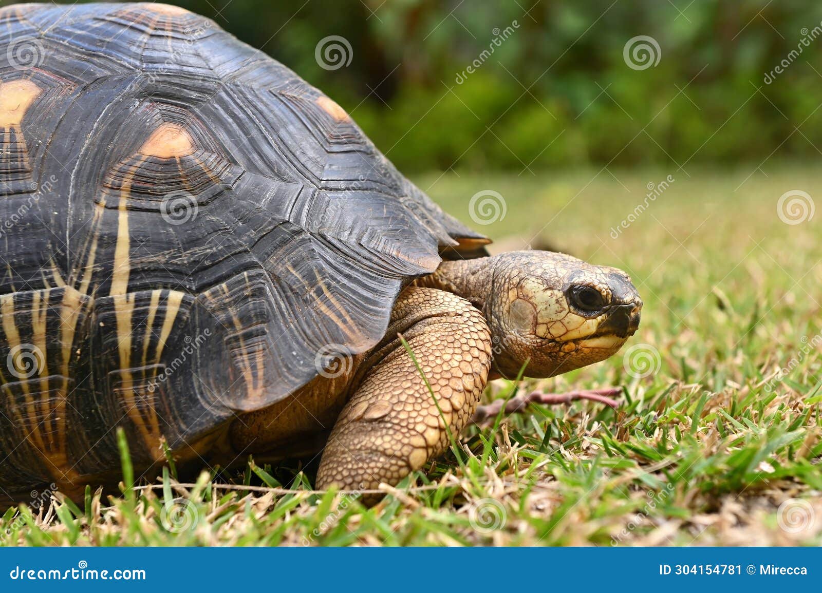 Radiated Turtle (Astrochelys Radiata), Madagascar Stock Image - Image ...