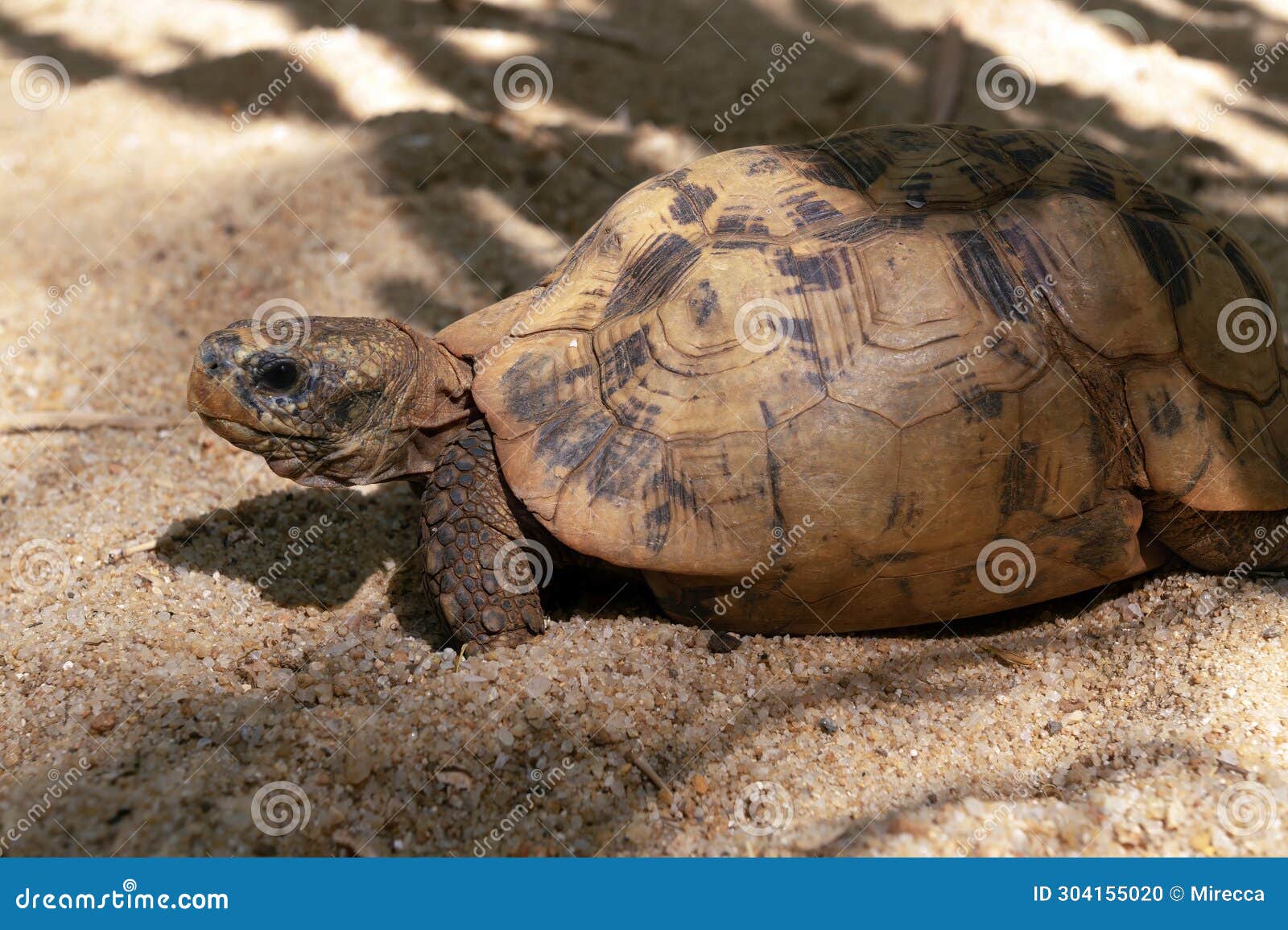 Radiated Turtle (Astrochelys Radiata), Madagascar Stock Photo - Image ...