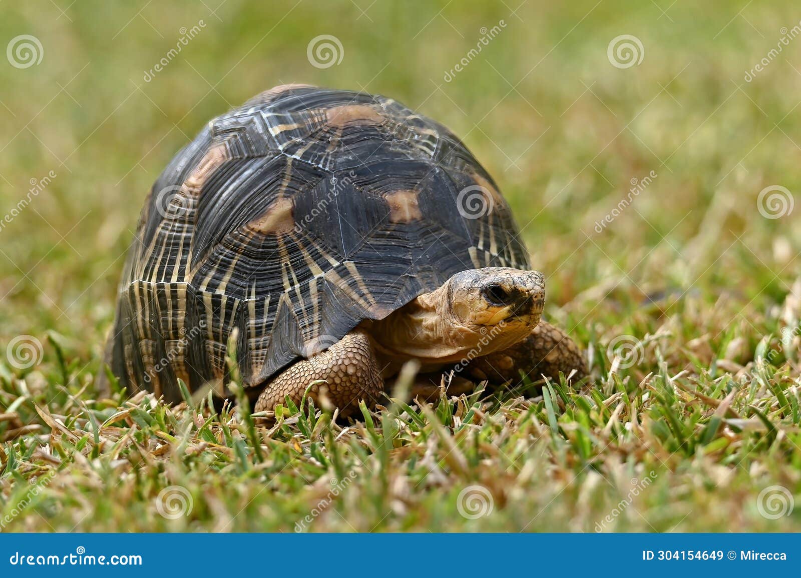 Radiated Turtle (Astrochelys Radiata), Madagascar Stock Image - Image ...