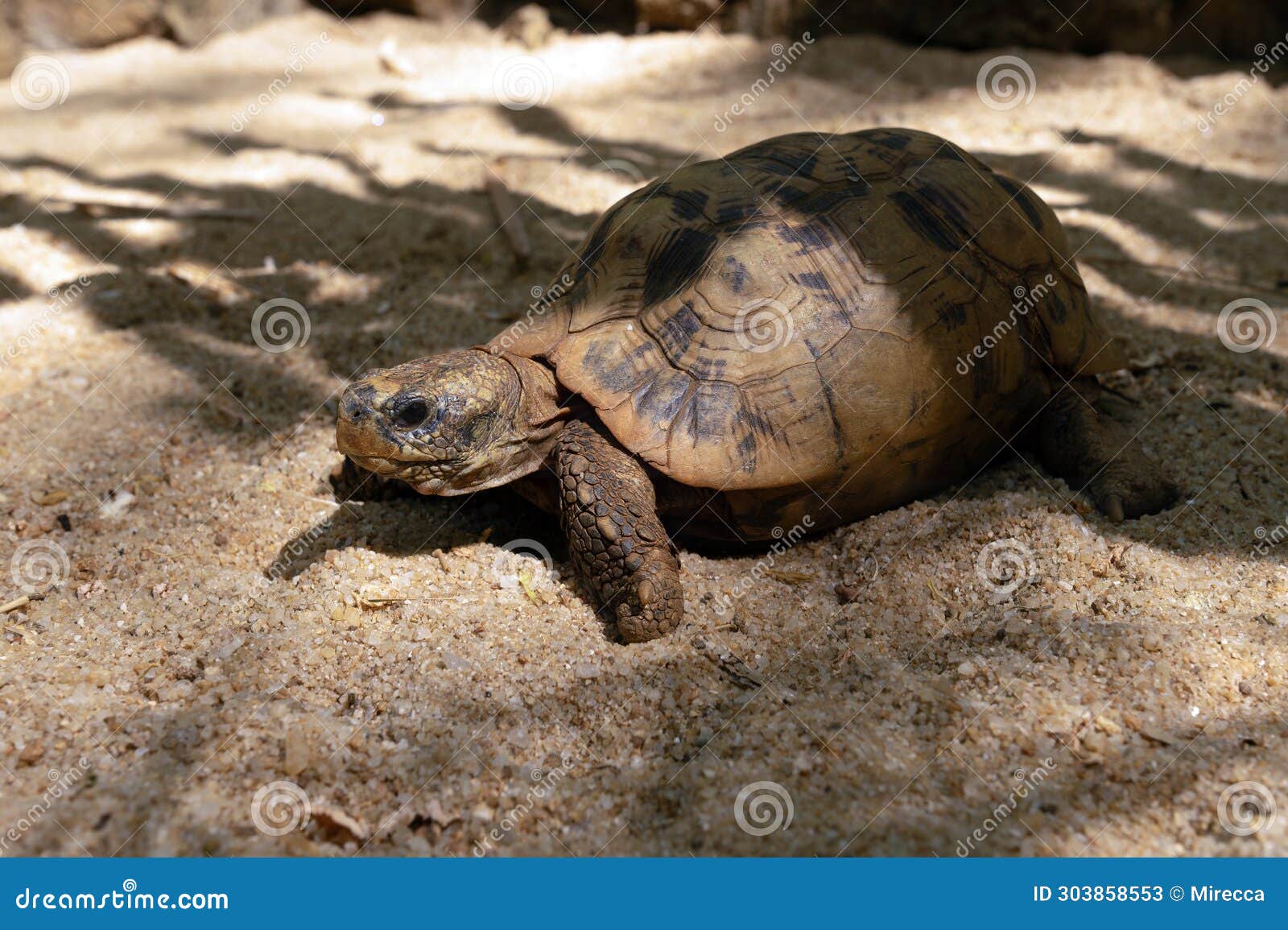 Radiated Turtle (Astrochelys Radiata),Madagascar Stock Image - Image of ...