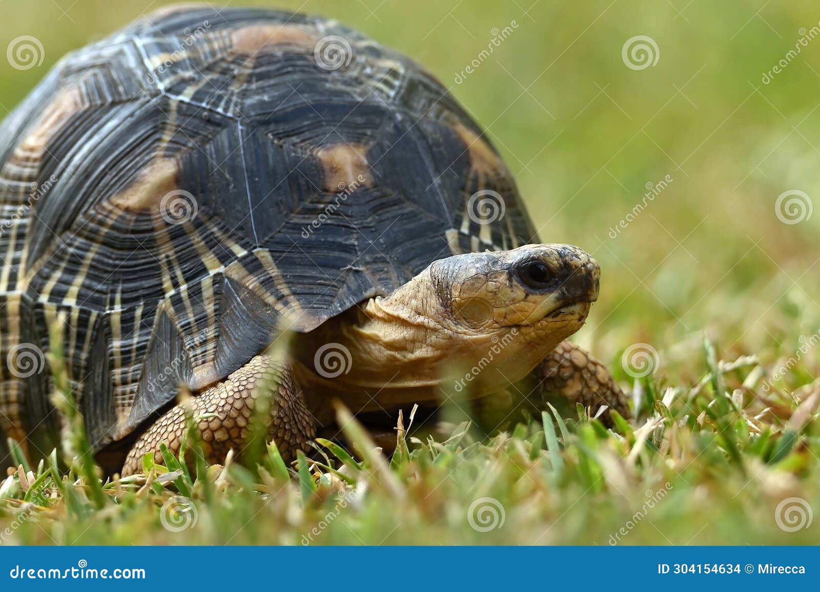 Radiated Turtle (Astrochelys Radiata), Madagascar Stock Photo - Image ...