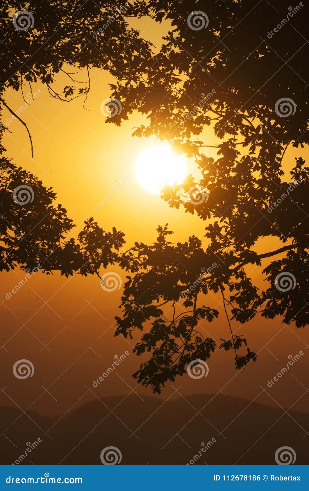 Radiating Orange Sunset with Silhouette of an Oak Tree in Foreground ...