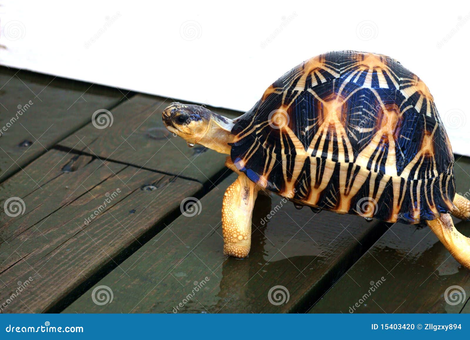 Radiation turtle stock photo. Image of vegetarian, tropical - 15403420