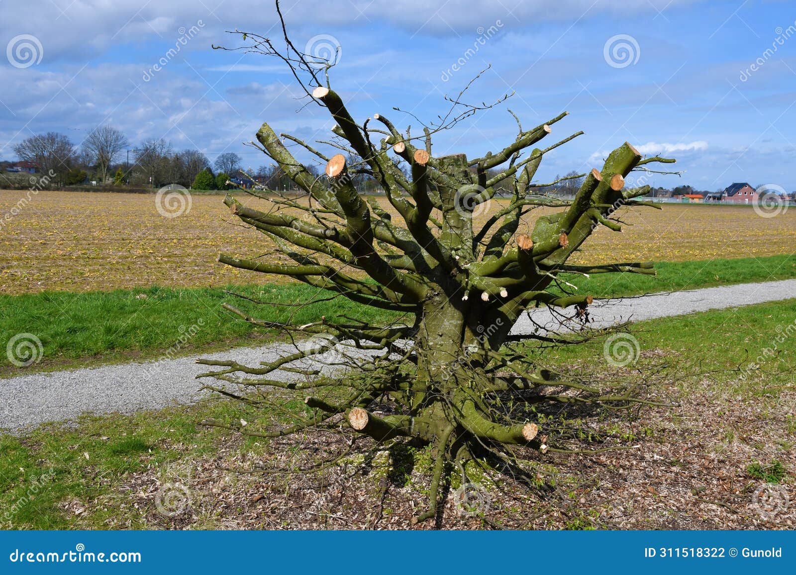 Radical Tree Pruning in Spring Stock Photo - Image of gardening ...