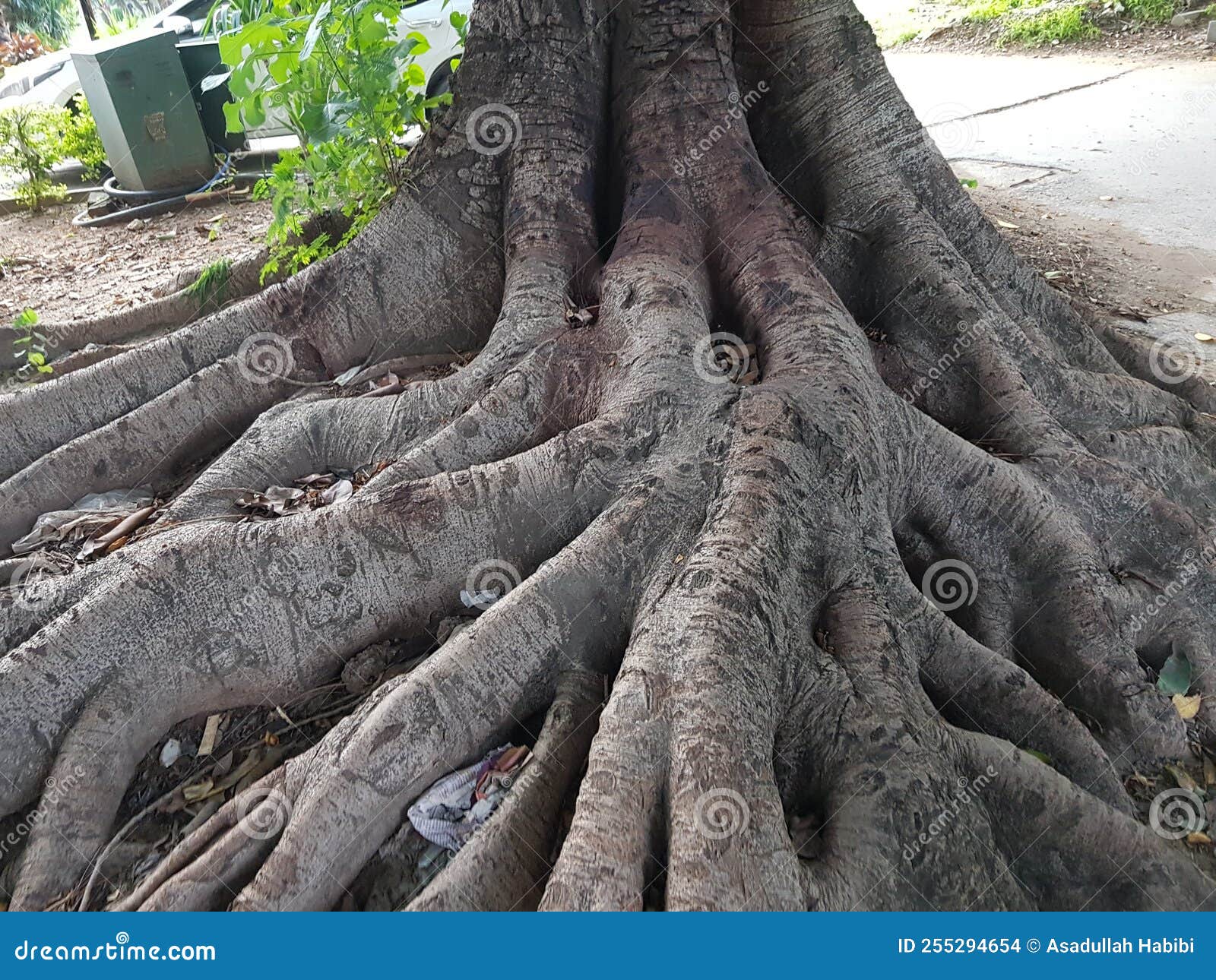 Radical/ Tree Stems/ Rootage Stock Photo - Image of rootage, radical ...
