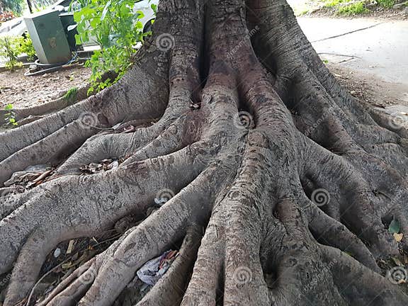 Radical/ Tree Stems/ Rootage Stock Photo - Image of rootage, radical ...