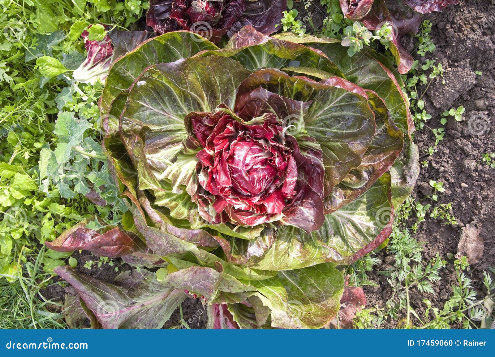 Radicchio stock photo. Image of land, leaves, soil, gardening - 17459060