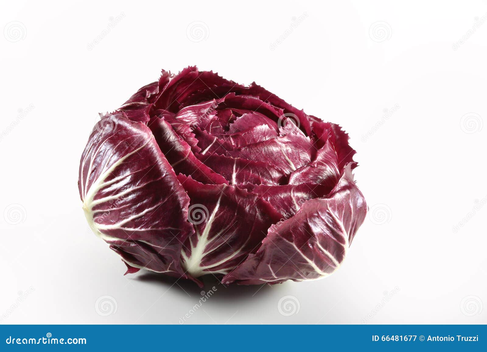 Radicchio red Chioggia stock image. Image of ingredient - 66481677