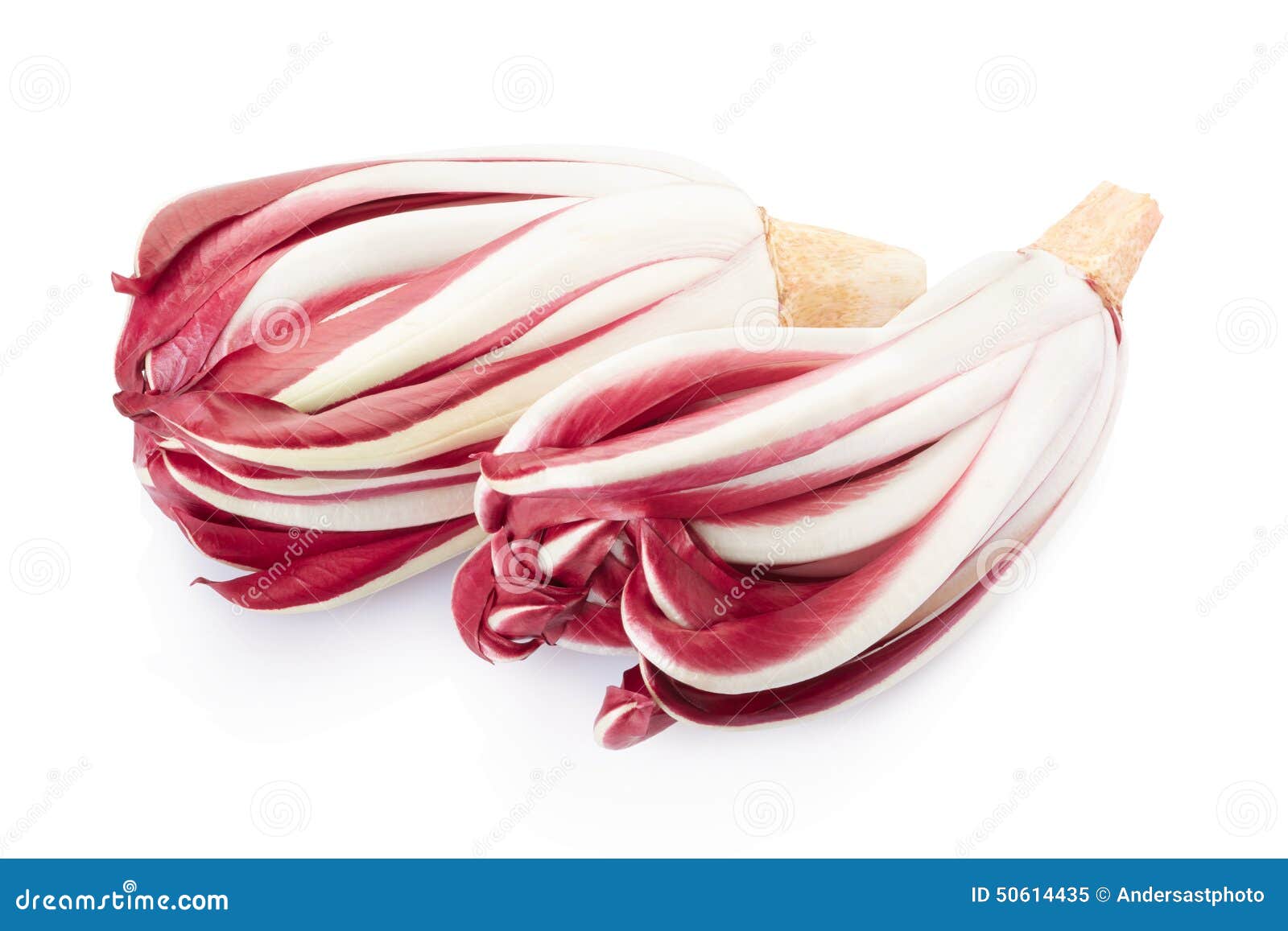 Radicchio, Red Treviso Chicory Stock Image - Image of vegetable ...