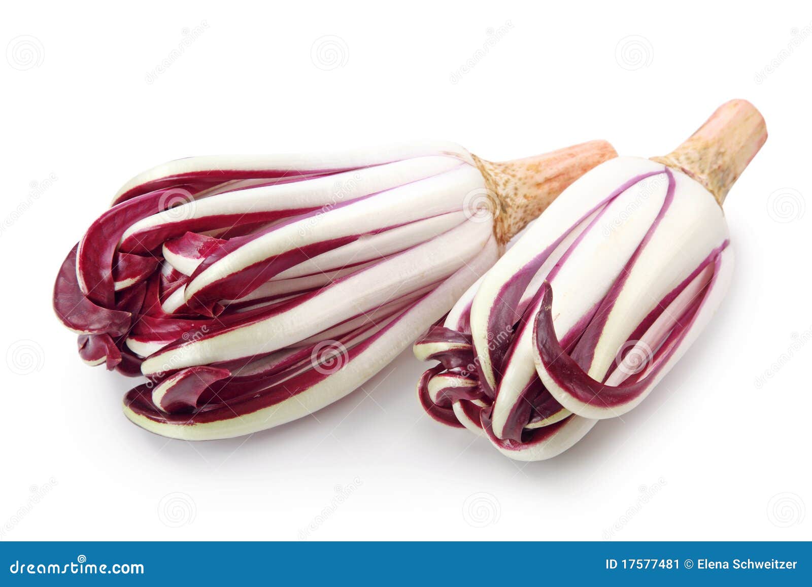 The Radicchio Rosso Di Treviso Stock Image - Image of leaf, fresh: 17577481