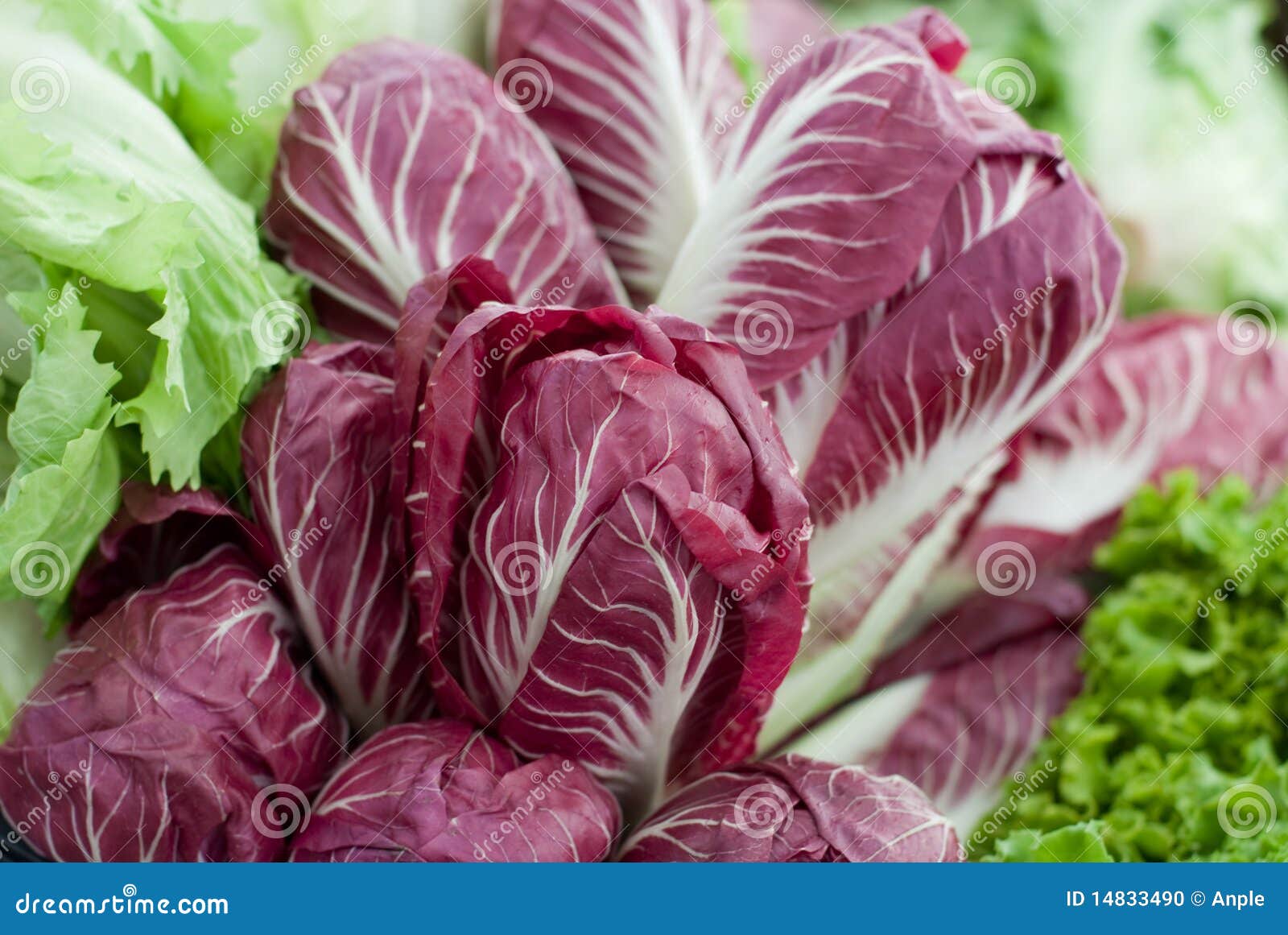 Radicchio salad stock photo. Image of chicory, healthy - 14833490