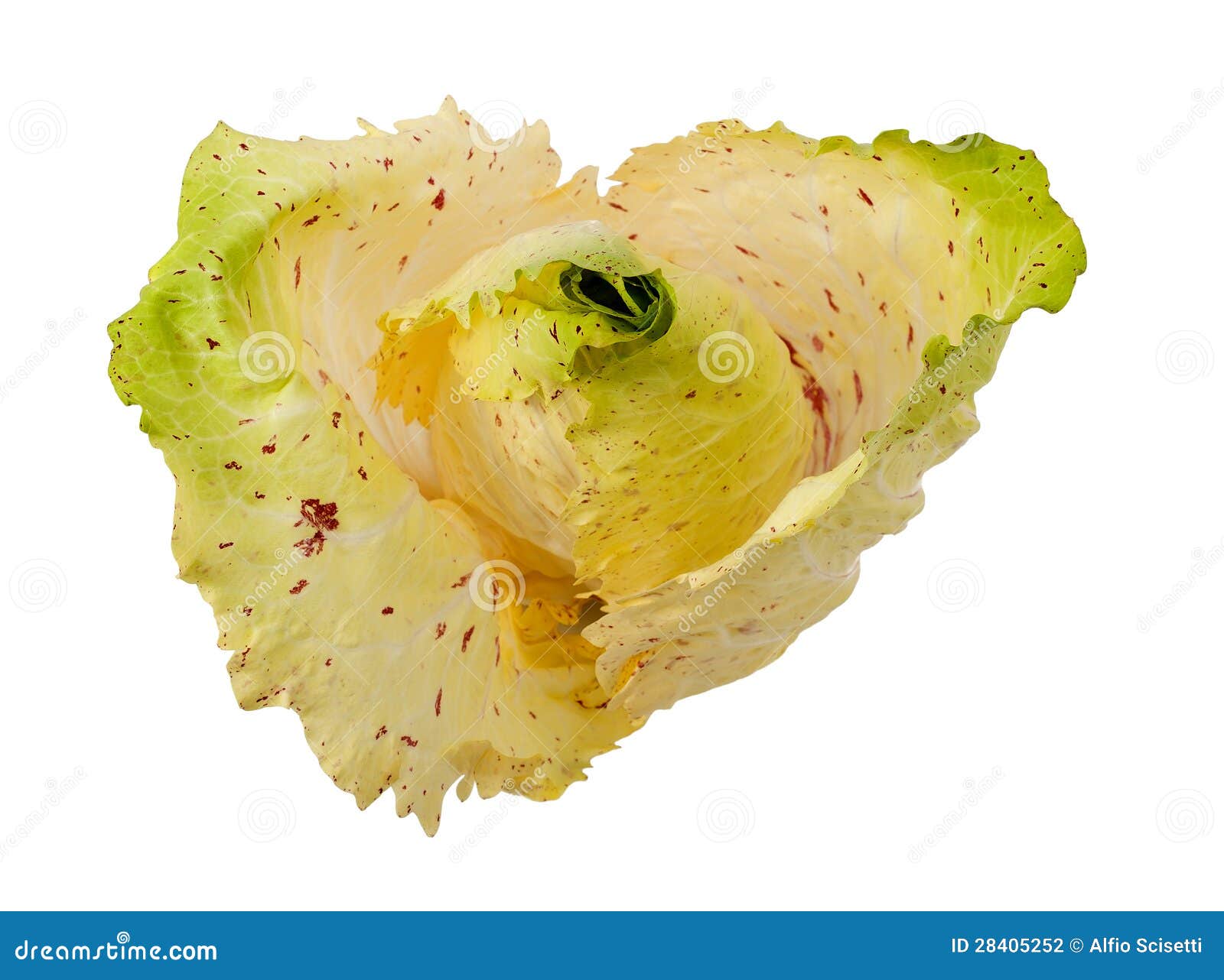 Radicchio Variegato Di Castelfranco Fotografia Stock - Immagine di ...
