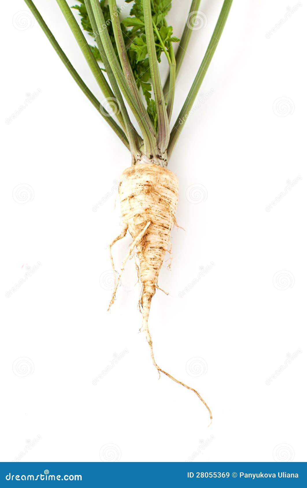 Radice del prezzemolo immagine stock. Immagine di spezie - 28055369