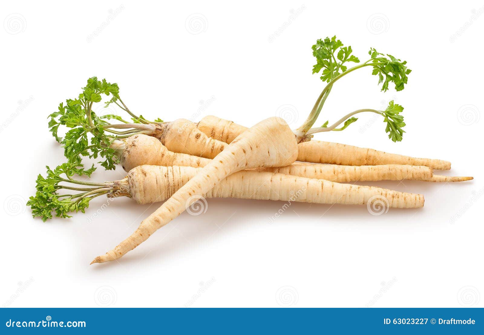 Radice del prezzemolo immagine stock. Immagine di prezzemolo - 63023227