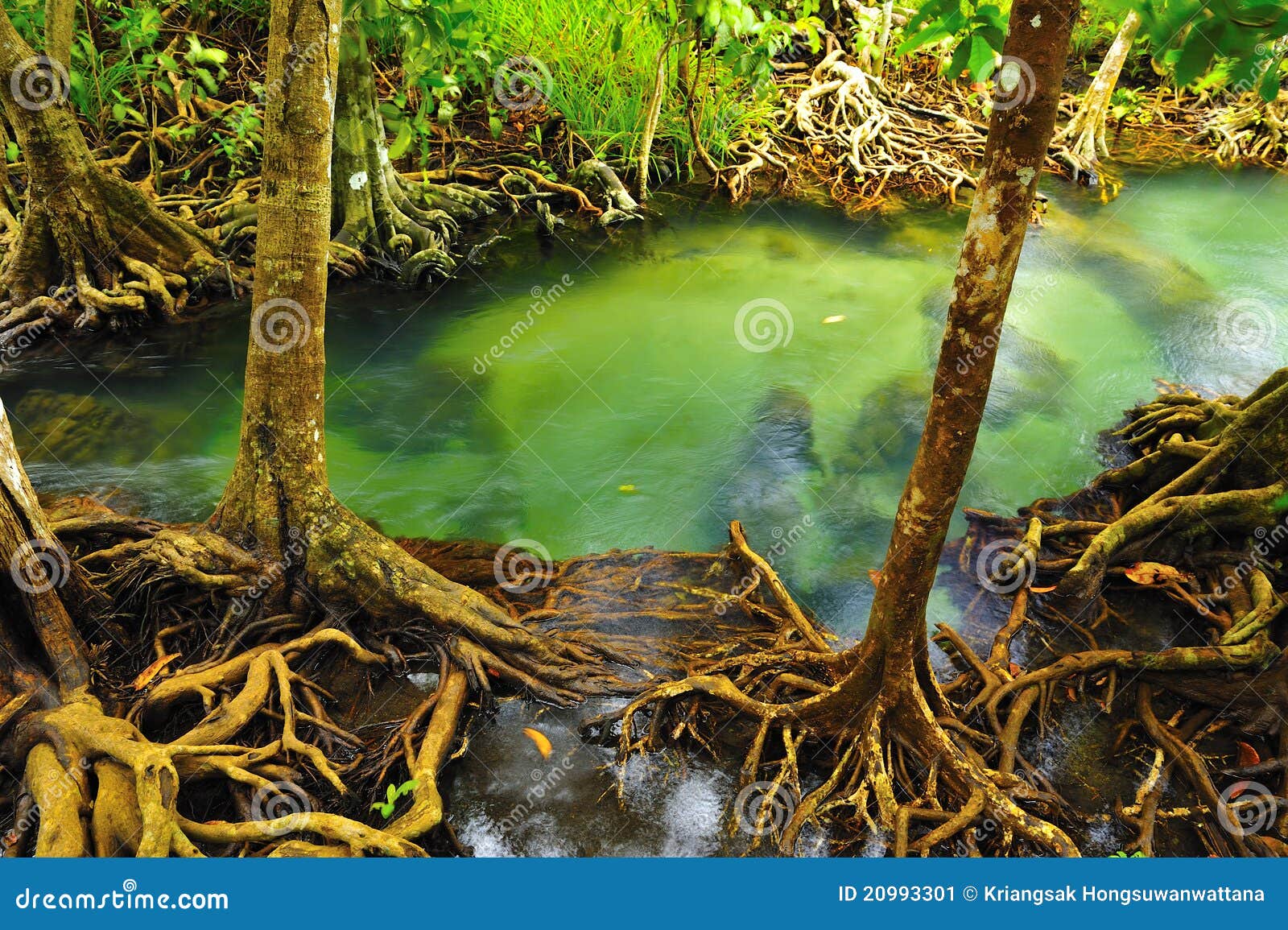 Radice Della Pianta Acquatica Immagine Stock - Immagine di costruzione ...