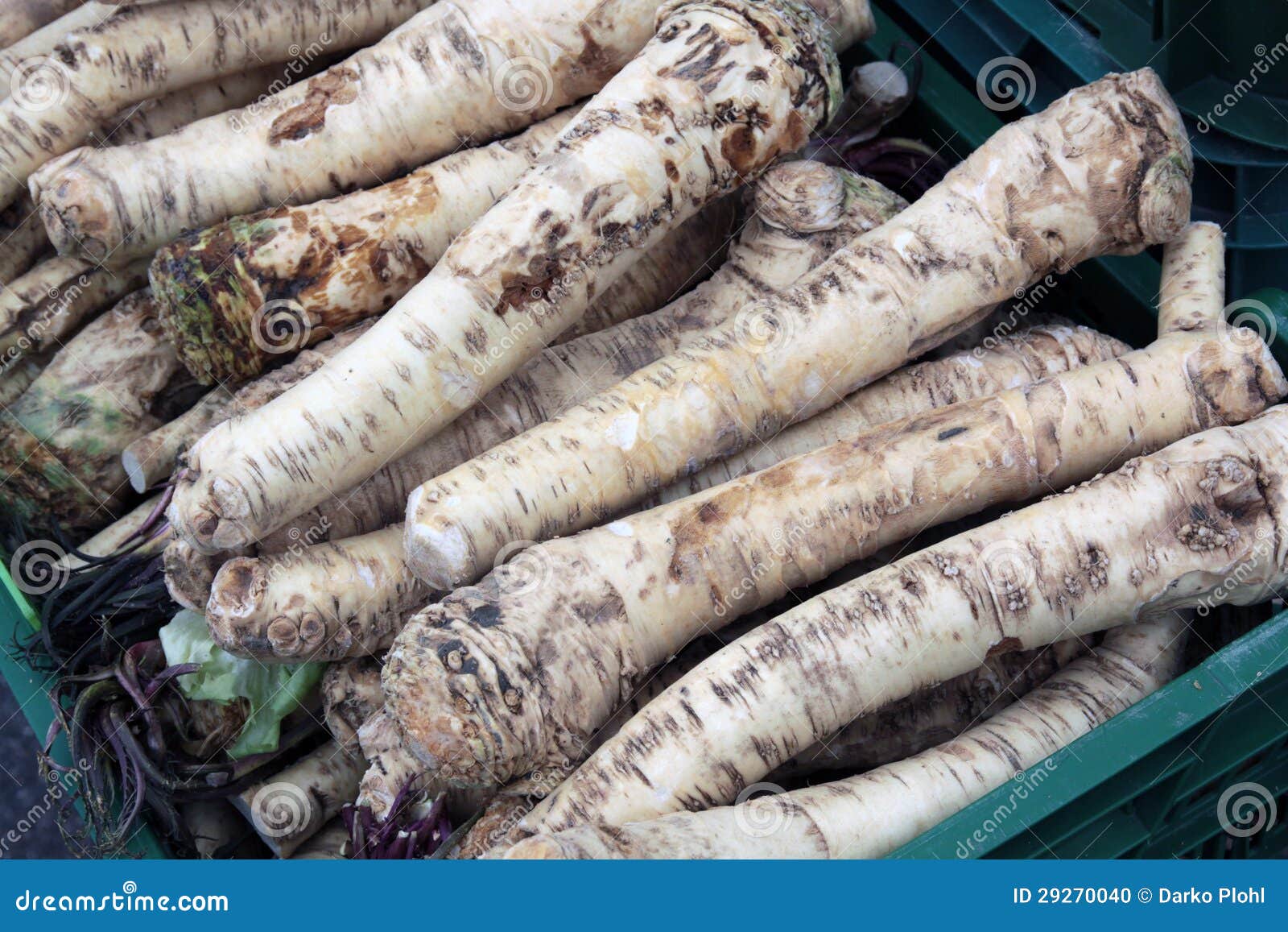 Radice di rafano fotografia stock. Immagine di rafano - 29270040