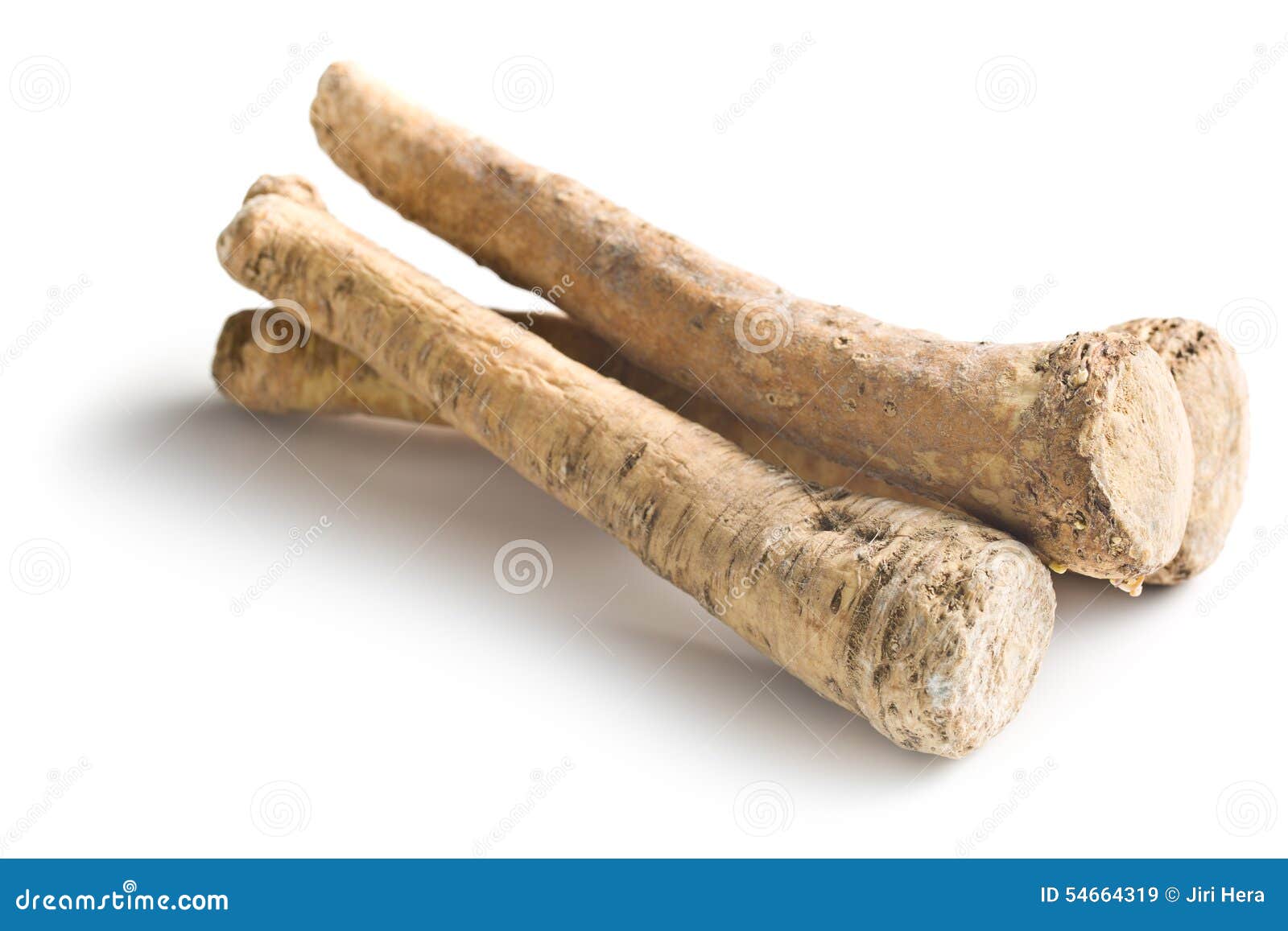 Radice di rafano fresca immagine stock. Immagine di rizoma - 54664319