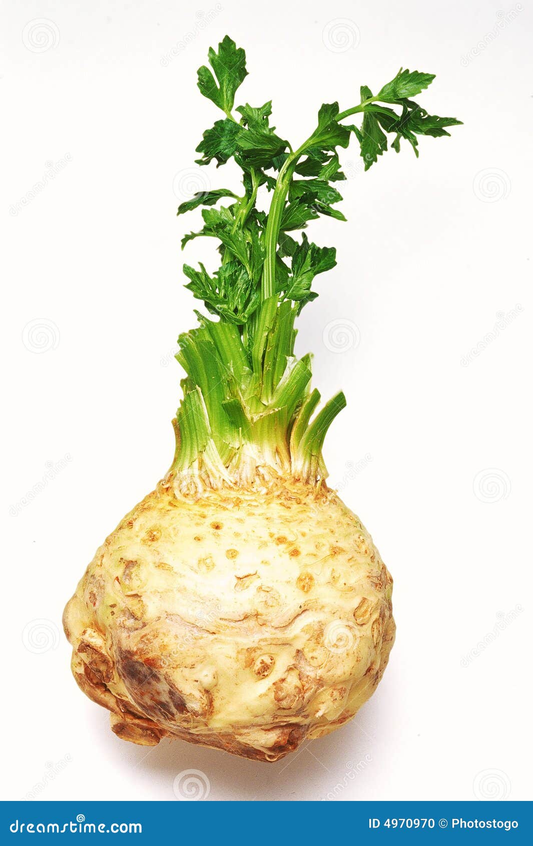 Radice E Fogli Del Sedano-rapa Fotografia Stock - Immagine di raccolto ...