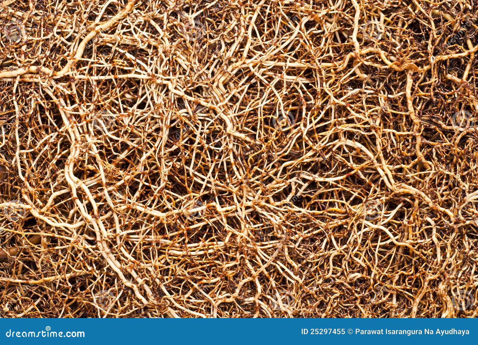 Radicelle de palmier. image stock. Image du surface, contexte - 25297455