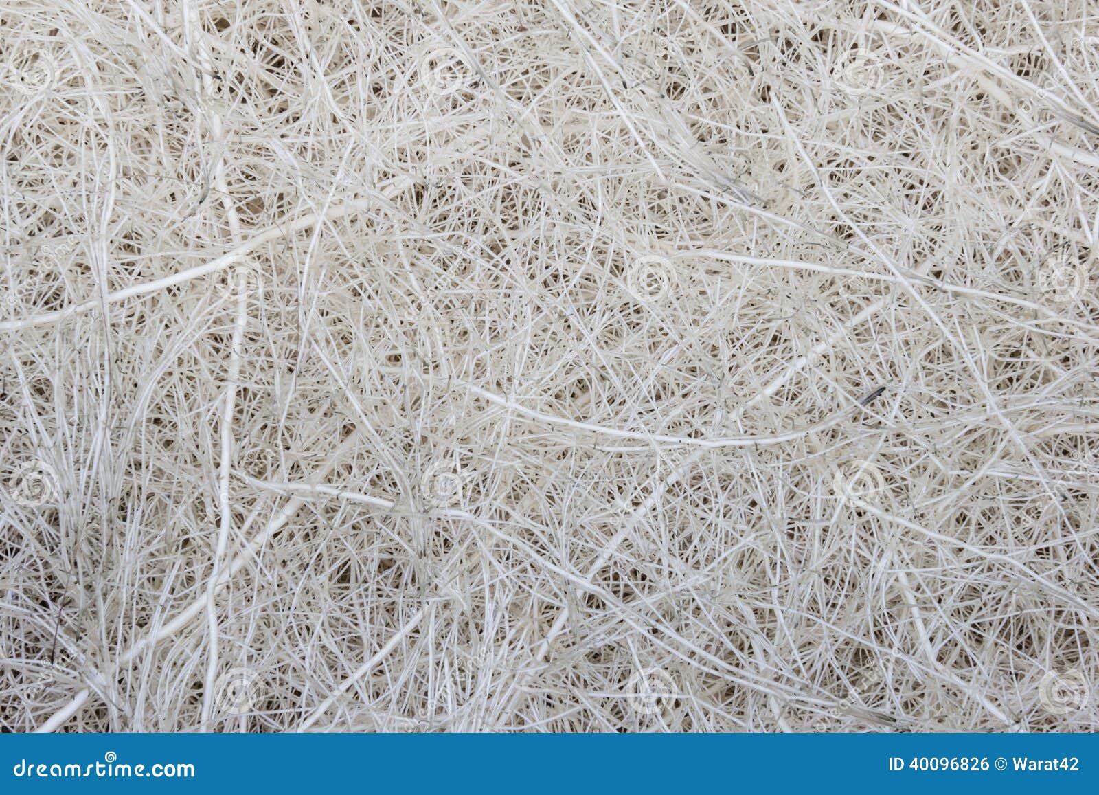 475 Photos de Radicelle - Photos de stock gratuites et libres de droits ...