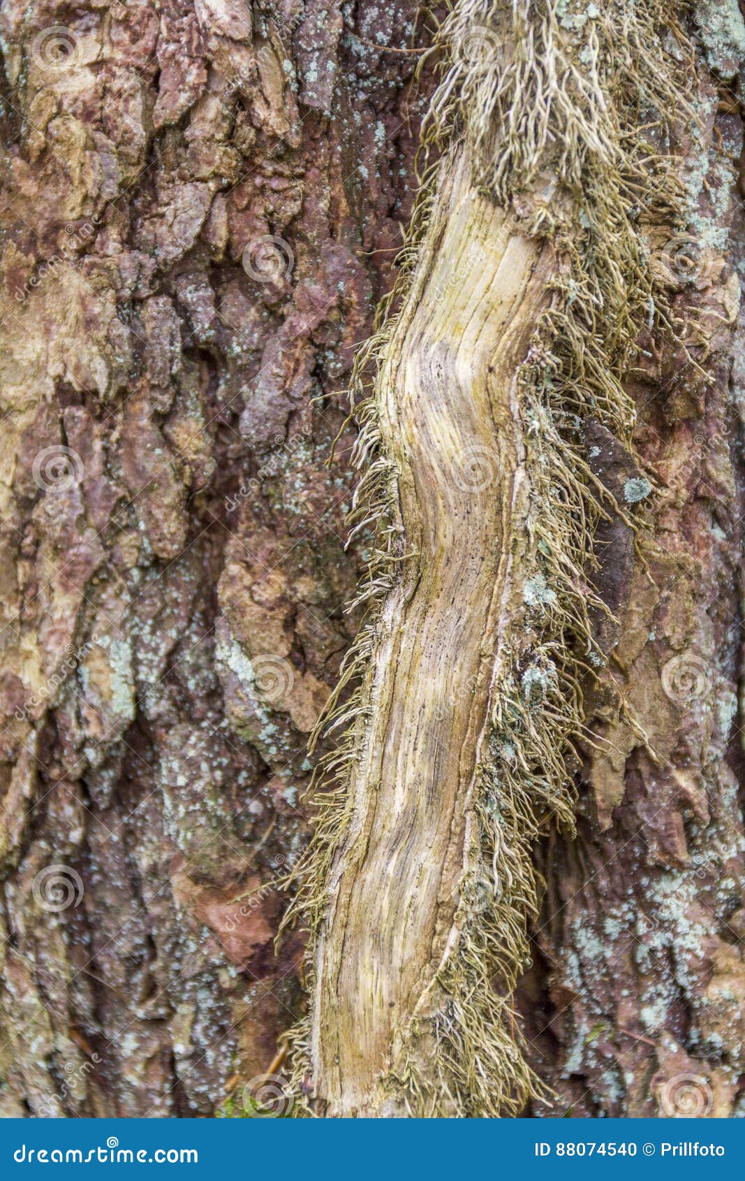 Radicelle Et Tige De Lierre Photo stock - Image du cache, nature: 88074540