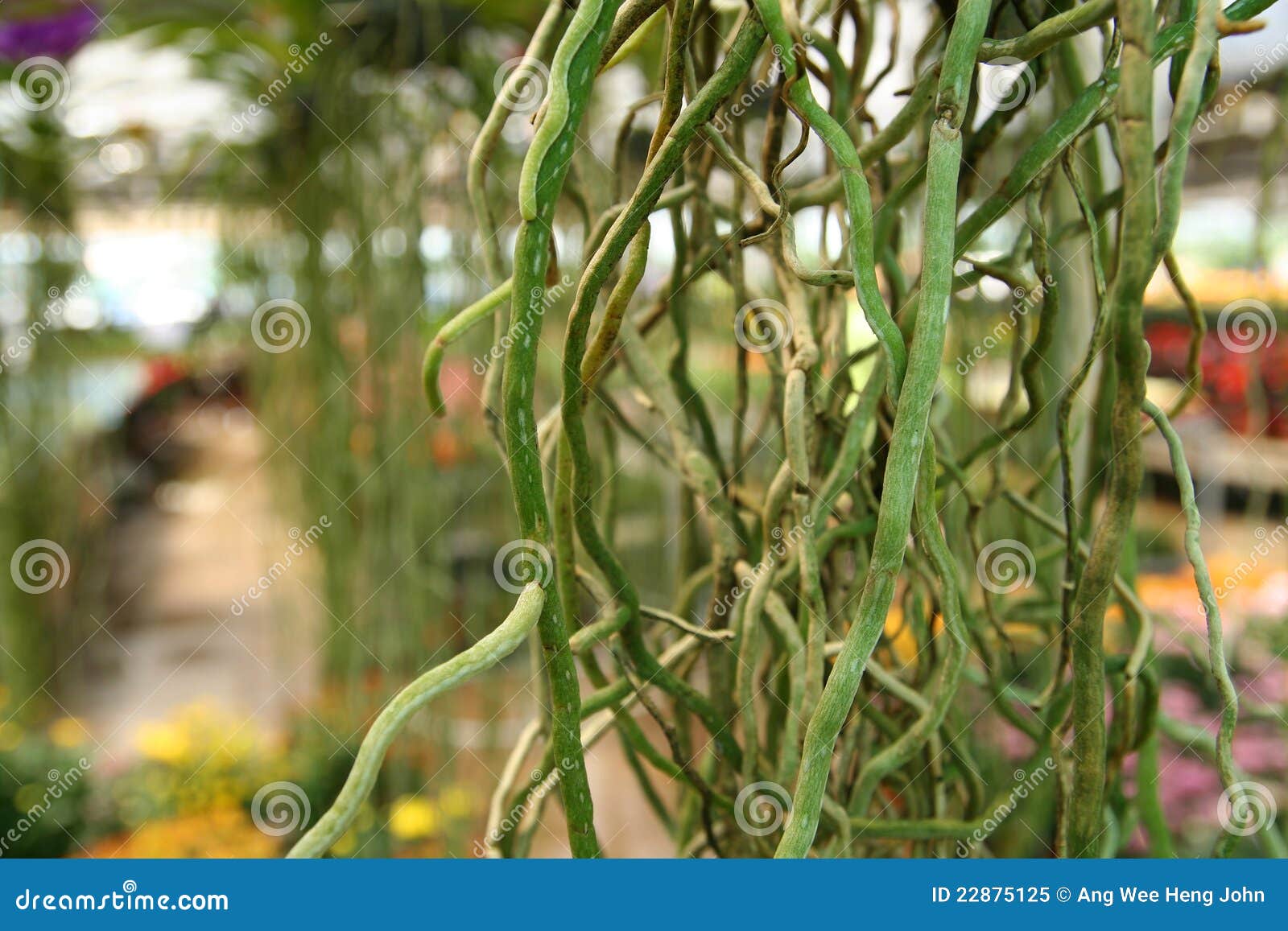 Radici aeree immagine stock. Immagine di palude, pianta - 22875125