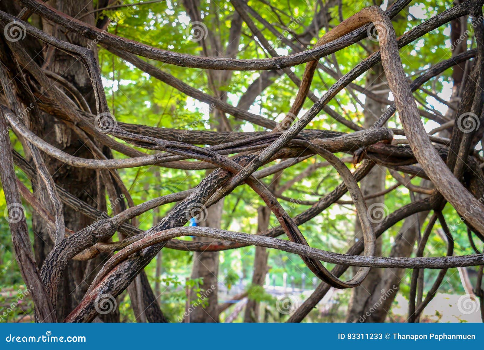 Radici Aeree Aggrovigliate Di Un Albero Immagine Stock - Immagine di ...