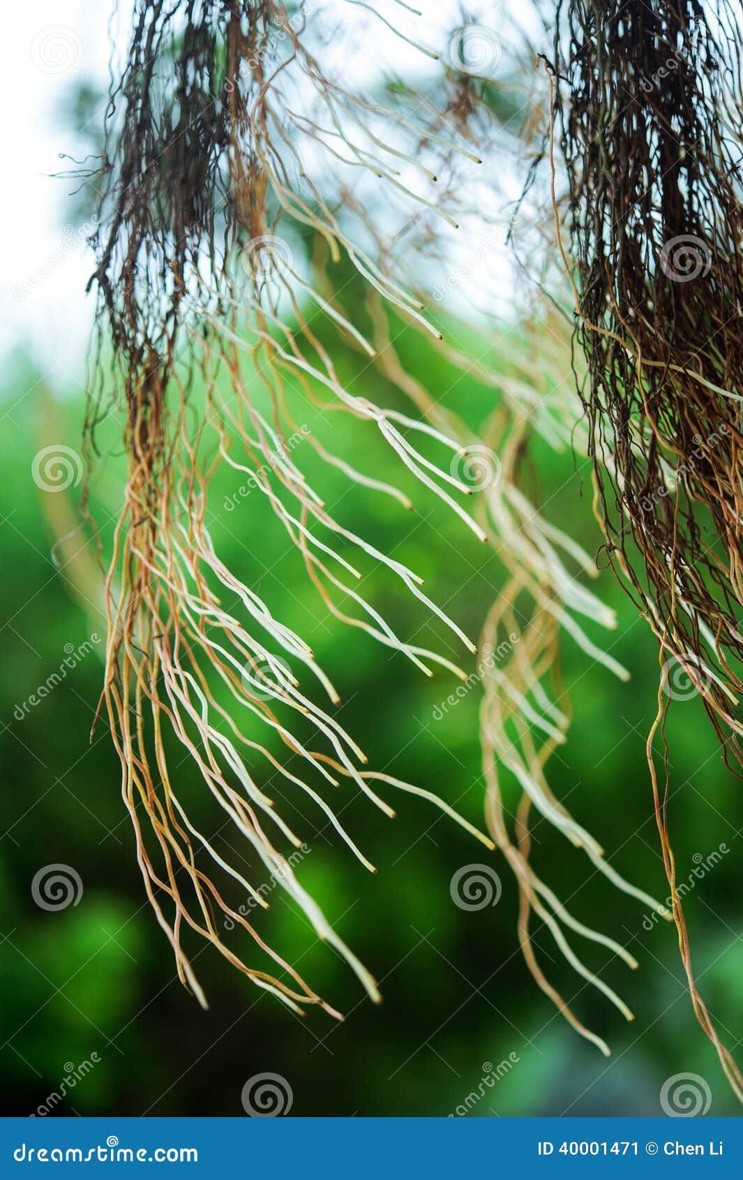 Radici Aeree Dell'albero Di Banyan Immagine Stock - Immagine di alberi ...