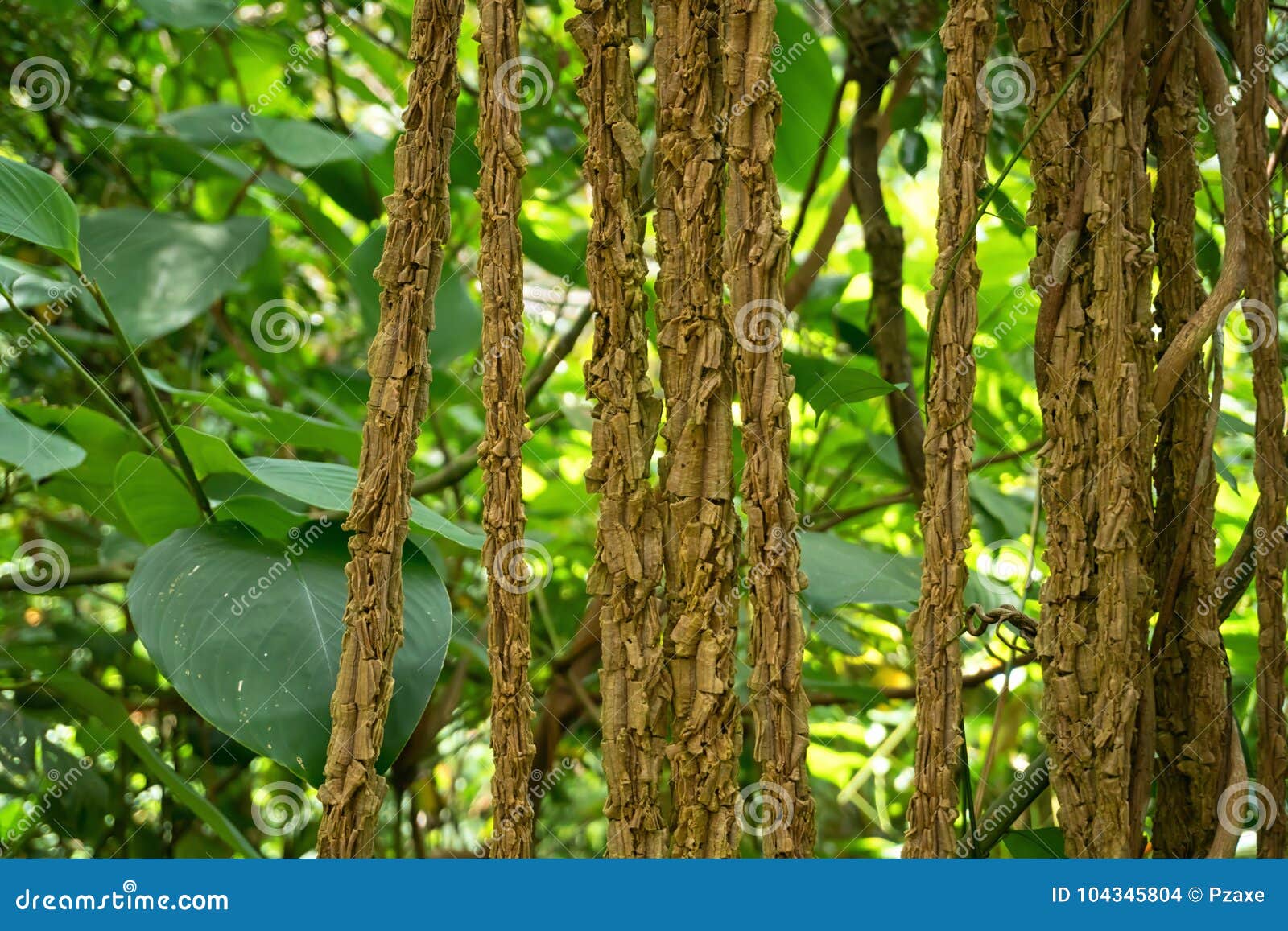 Radici Aeree Nella Fine Della Giungla Su Fotografia Stock - Immagine di ...