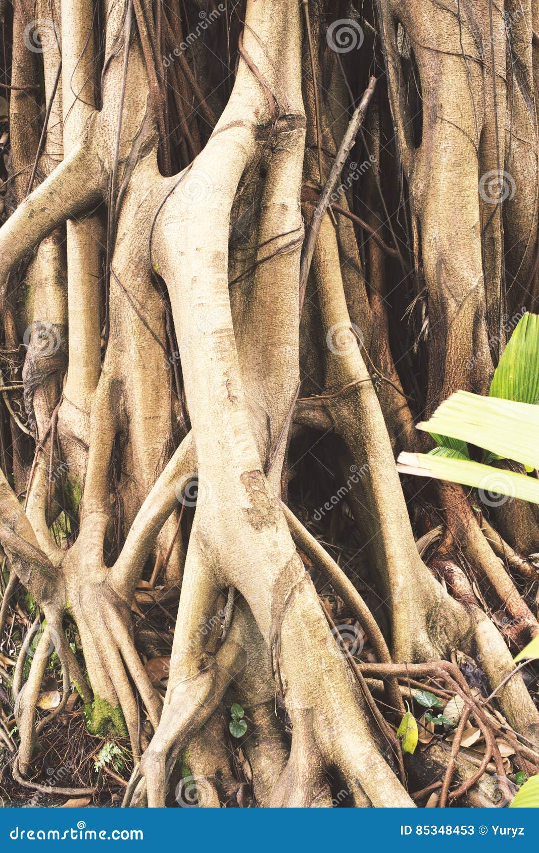 Radici aeree verticali immagine stock. Immagine di pianta - 85348453