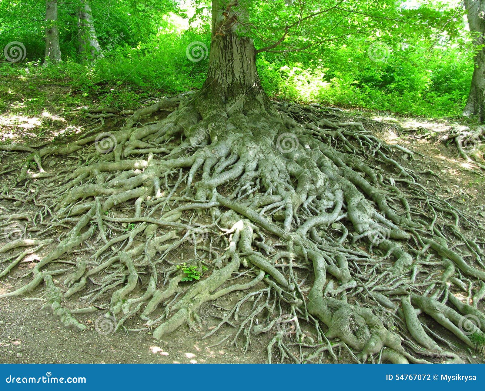 Radici curvate fotografia stock. Immagine di radici, turismo - 54767072
