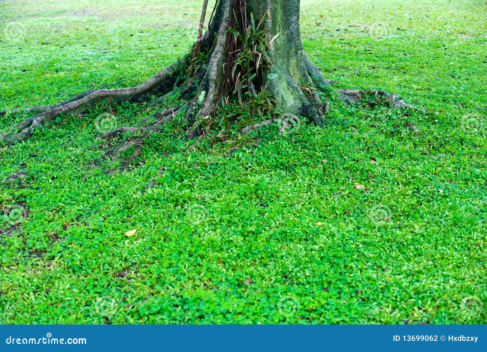 Radici dell'albero fotografia stock. Immagine di erba - 13699062