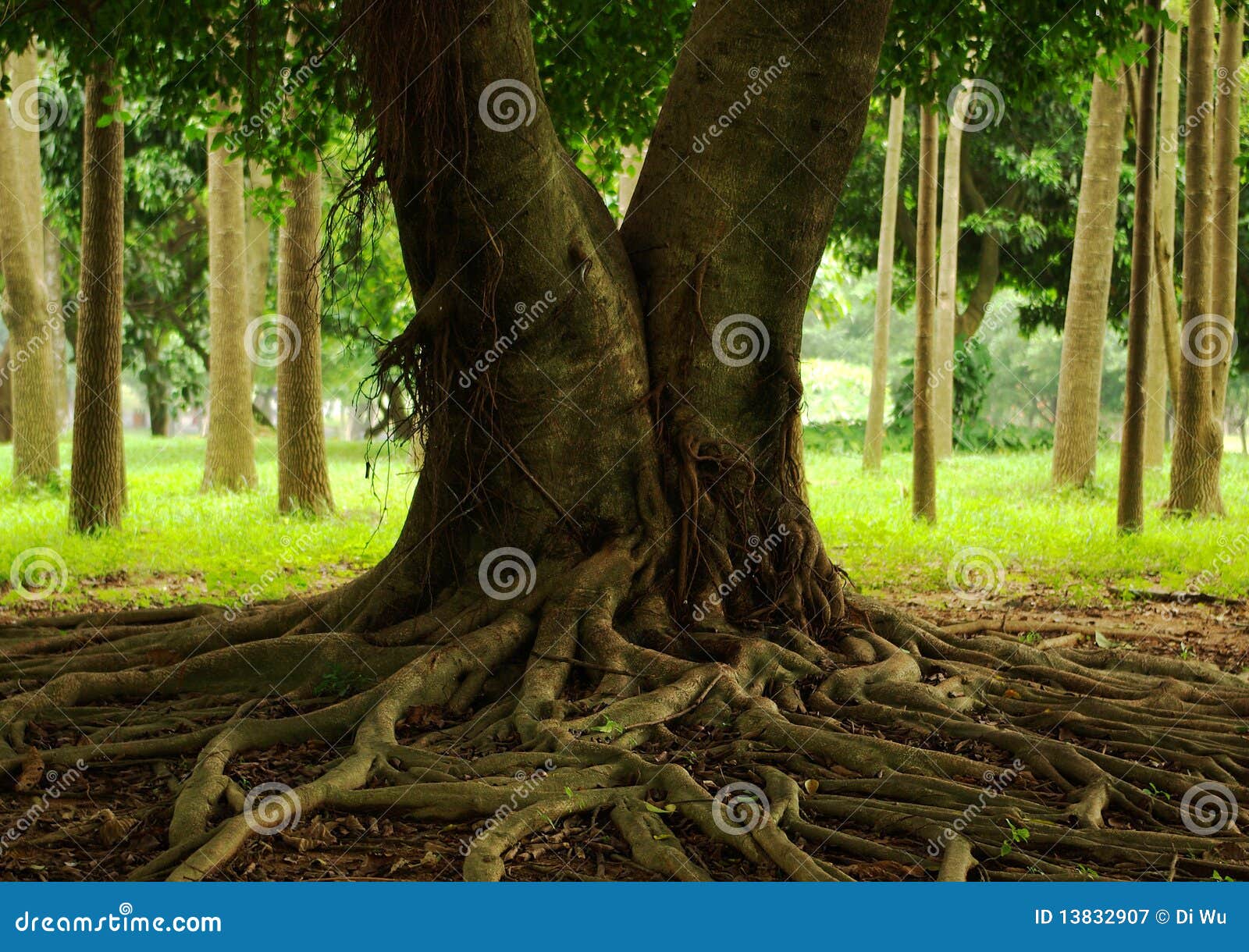 Radici dell'albero immagine stock. Immagine di nave, esteso - 13832907