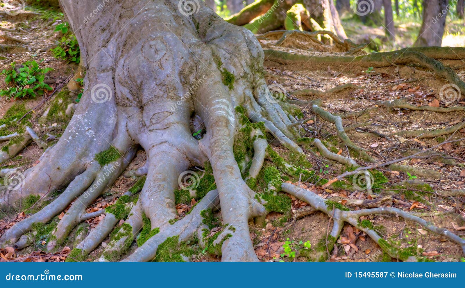 Radici dell'albero immagine stock. Immagine di radici - 15495587