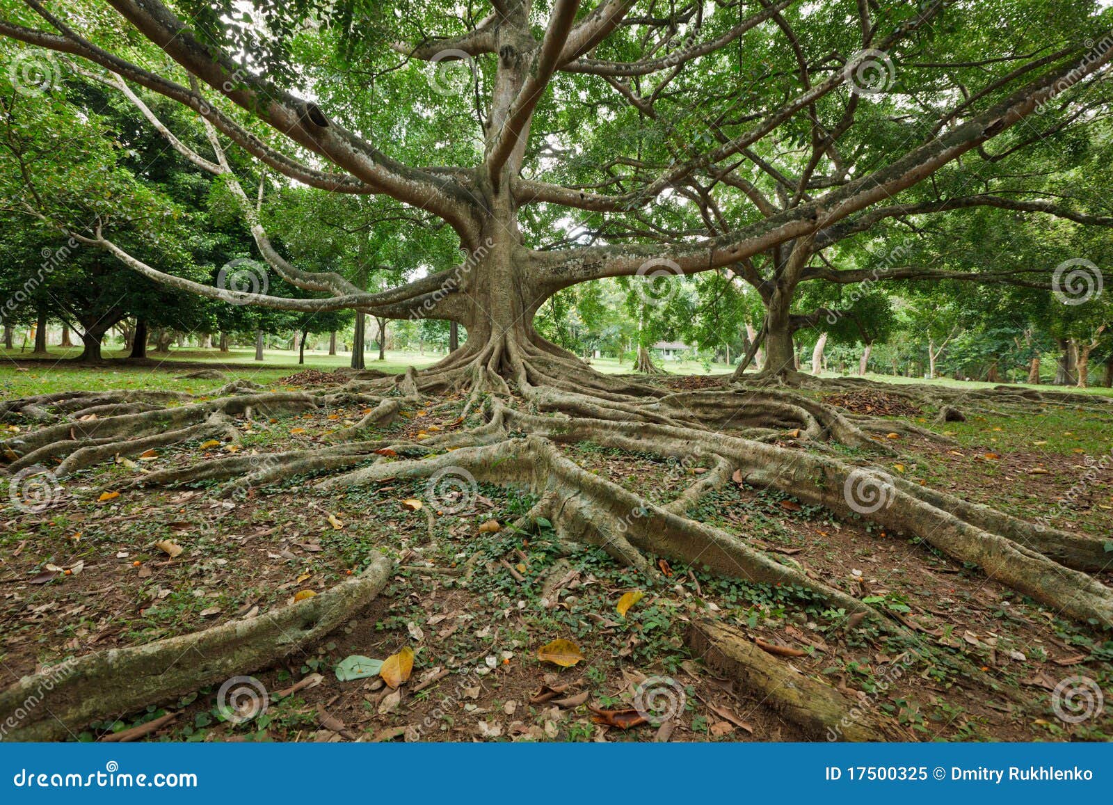 Radici dell'albero immagine stock. Immagine di tropicale - 17500325