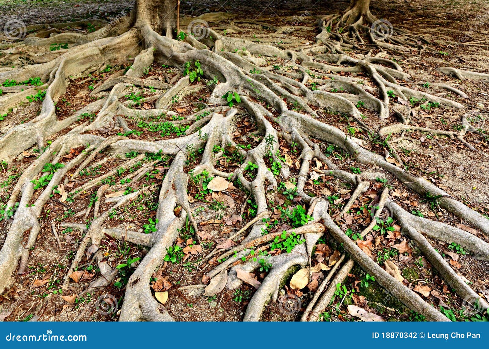 Radici dell'albero fotografia stock. Immagine di nave - 18870342