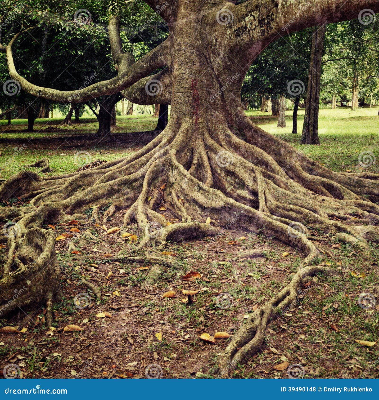 Radici dell'albero fotografia stock. Immagine di grunge - 39490148