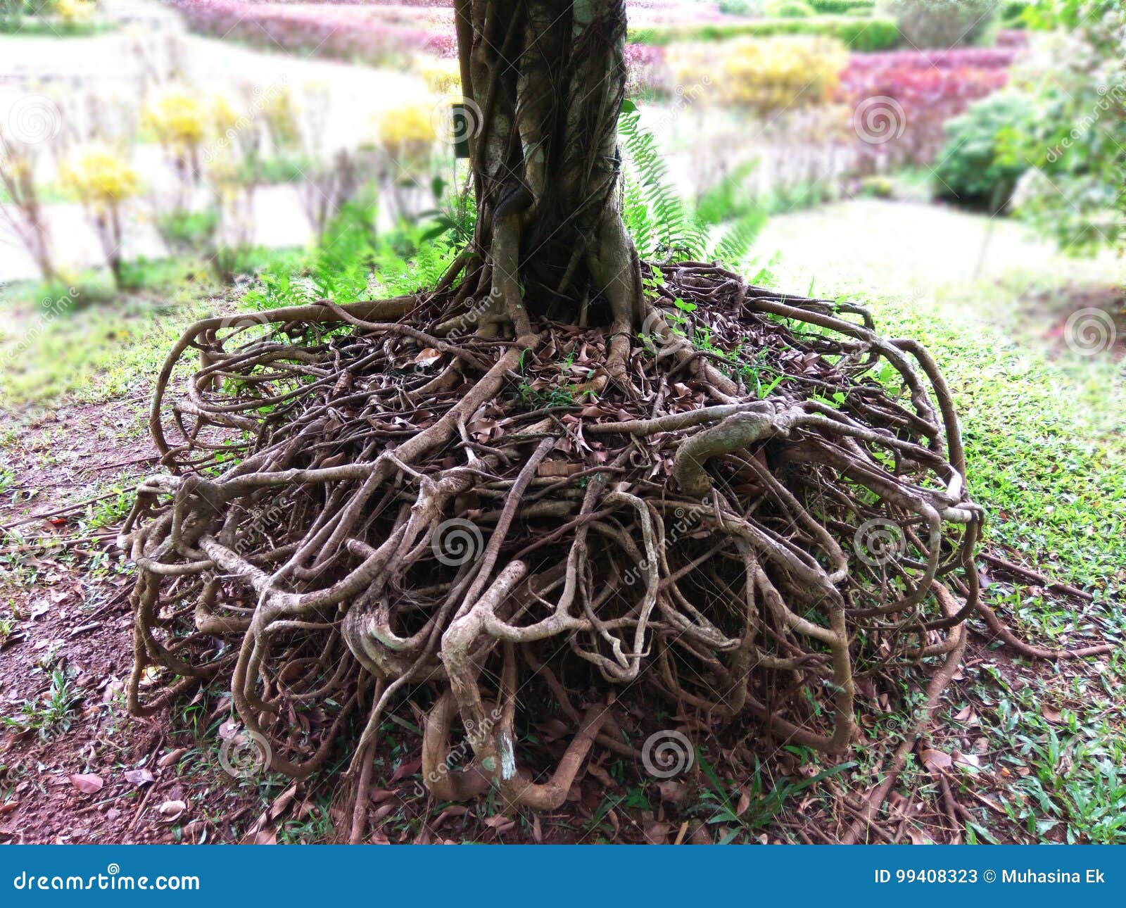 Radici di un albero immagine stock. Immagine di giardino - 99408323