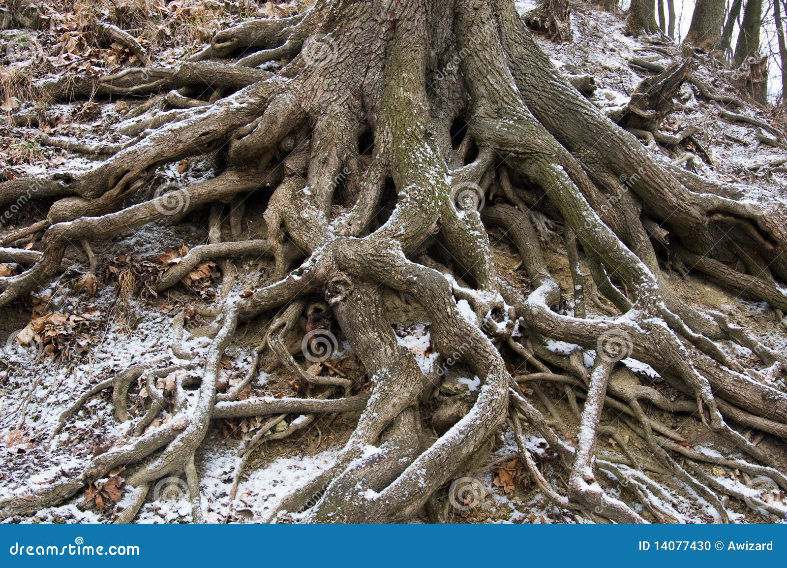 Radici Di Un Albero Sulla Terra Fotografia Stock - Immagine di timore ...