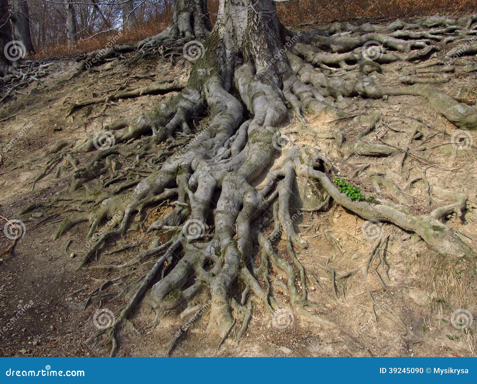 Radici di vecchio albero fotografia stock. Immagine di grasso - 39245090